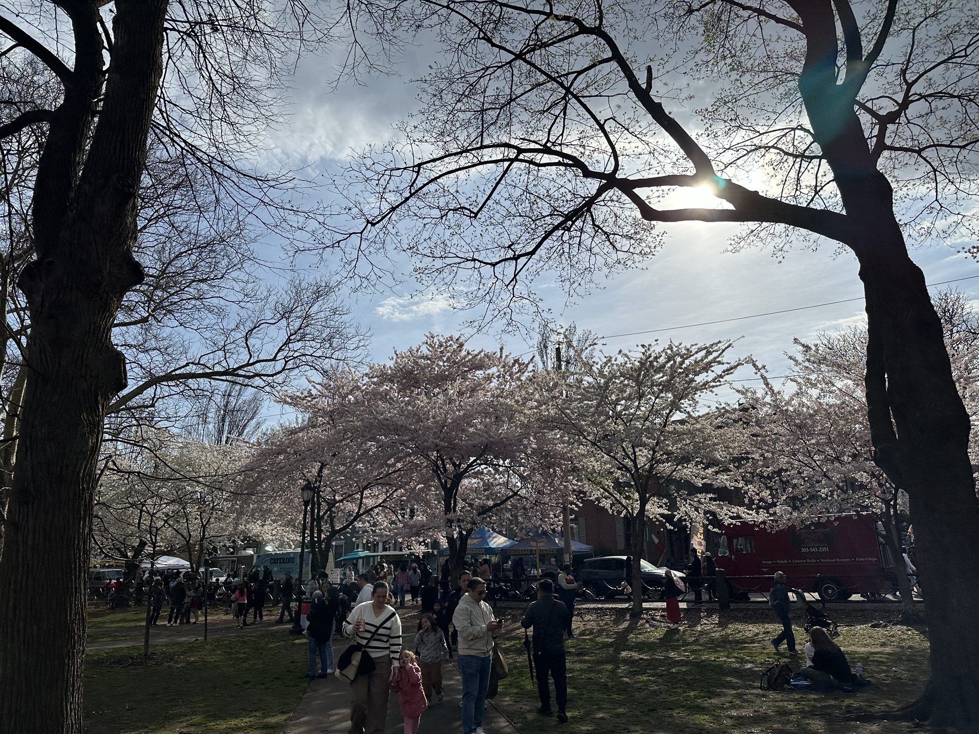 Wooster Square Is In Bloom With Cherry Blossoms